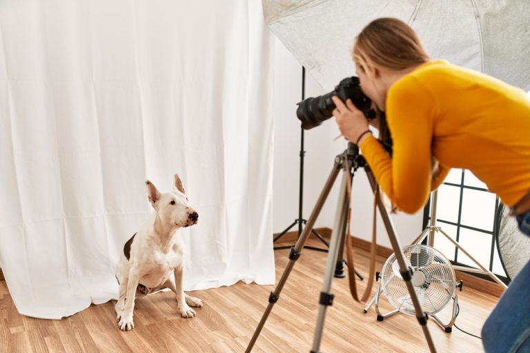 Tips on How to Take the Ultimate Pictures of Your Dog