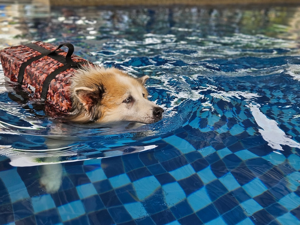 Enrichment for Senior Dogs: 10 Great Vet-Approved Ideas – Dogster