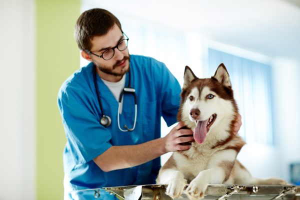 How to Pick Up a Dog Properly: 5 Vet-Approved Steps to Follow – Dogster