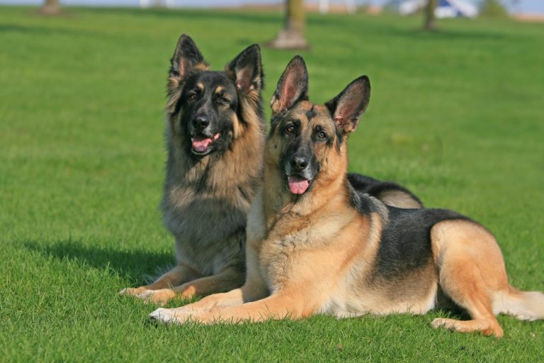 Why Are German Shepherds So Popular? 11 Great Reasons – Dogster