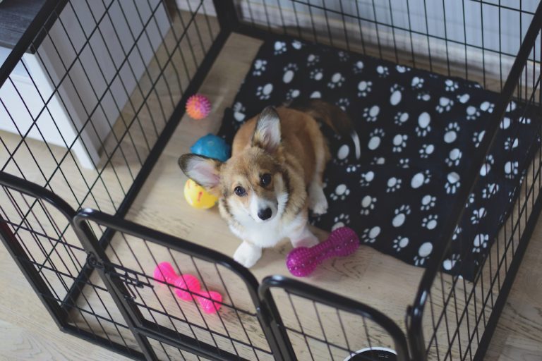 Corgi Training: Tips & Tricks for Puppies & Adult Corgis – Dogster