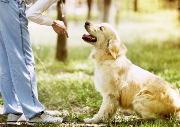 How to Teach a Dog Tricks: Our Vet-Approved Step-by-Step Guide – Dogster