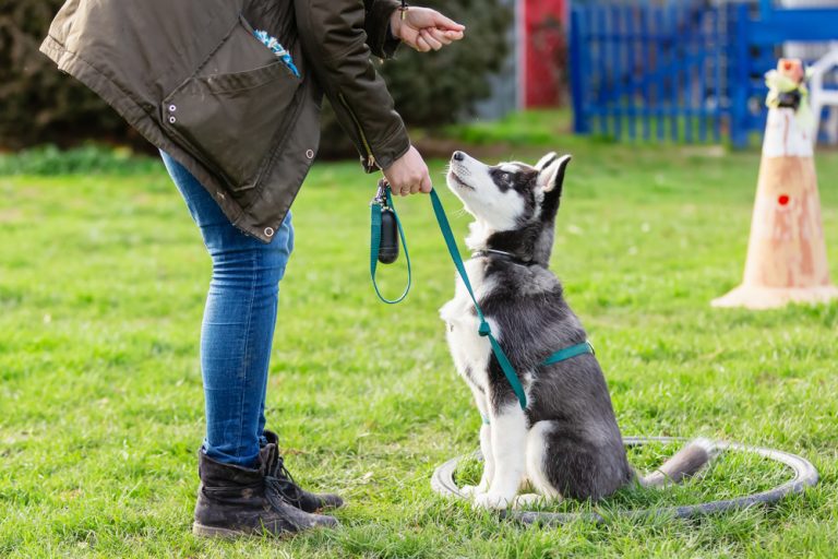 How to Get a Puppy to Stop Biting: 11 Vet-Approved Tips – Dogster