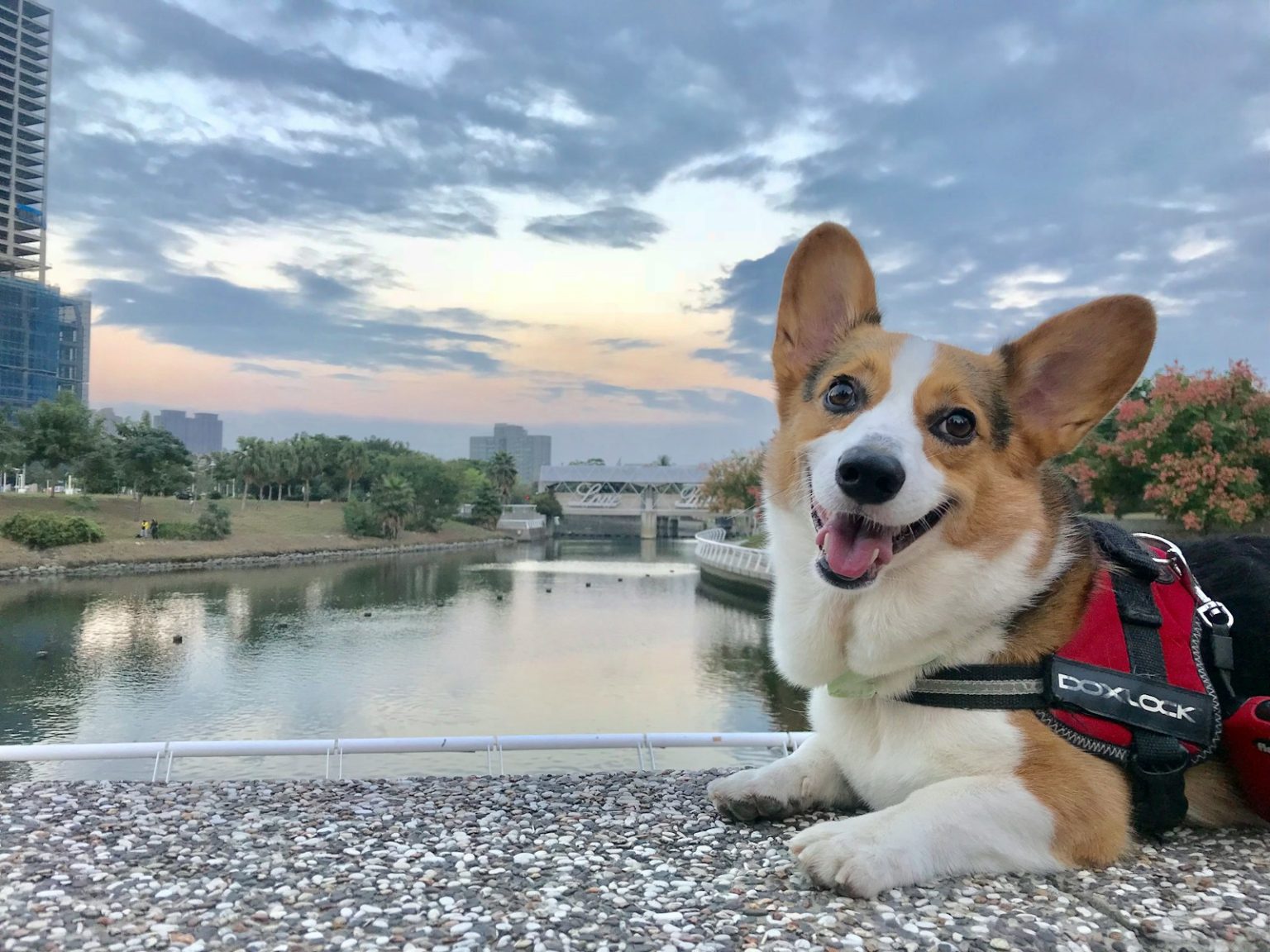 Corgi Training: Tips & Tricks for Puppies & Adult Corgis – Dogster