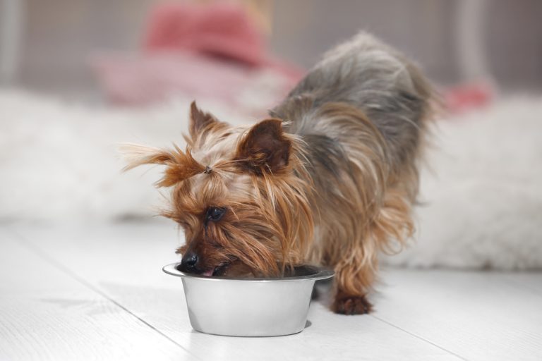 Albon for Dogs: Our Vet Explains the Uses & Potential Side Effects ...
