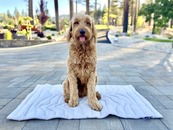 Zonli Pet Cooling Mat Review 2026: An Expert's Breakdown – Dogster