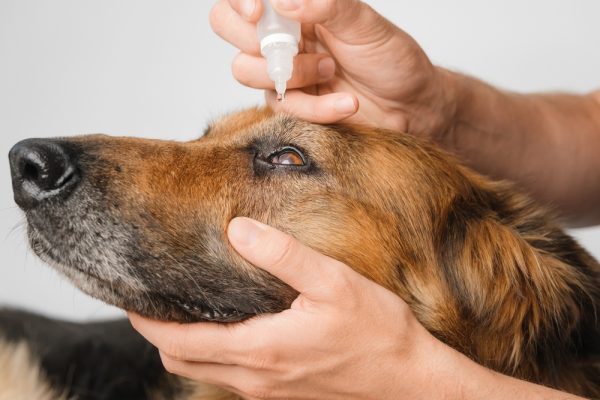 Glaucoma in Dogs: Vet-Reviewed Signs, Treatment, & Care Tips – Dogster