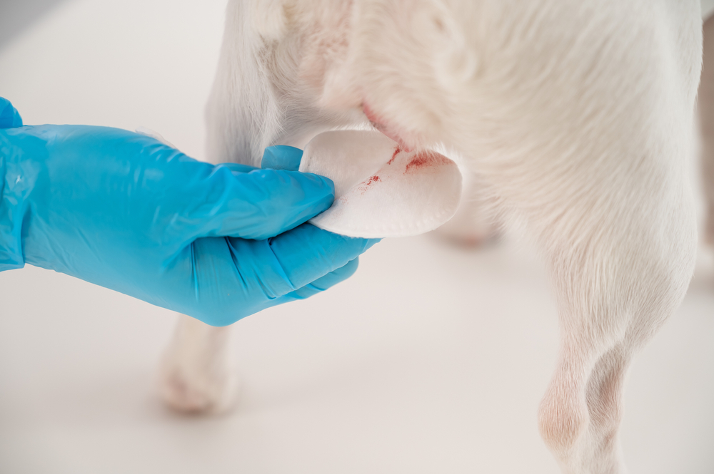 Vaginal Discharge in Dogs: Our Vet Discusses Signs, Causes & Treatment ...