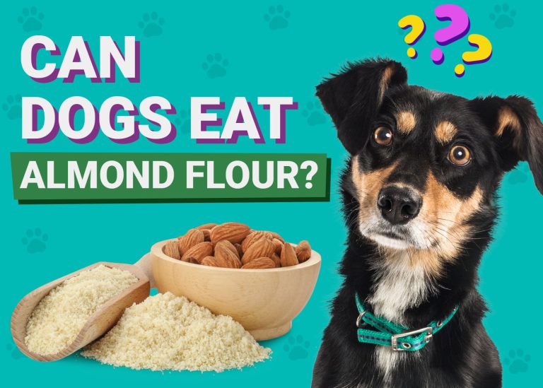 Can Dogs Eat Almond Flour? Vet-Verified Nutrition Facts & Portion ...