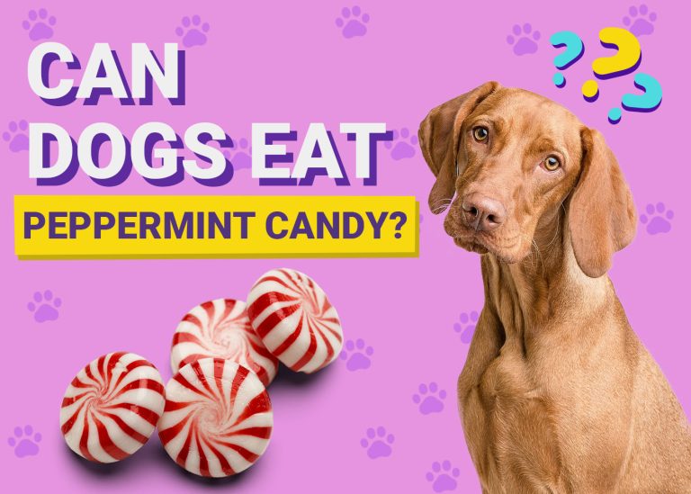 Can Dogs Eat Peppermint Candy? Vet-Reviewed Nutrition Facts & Concerns ...