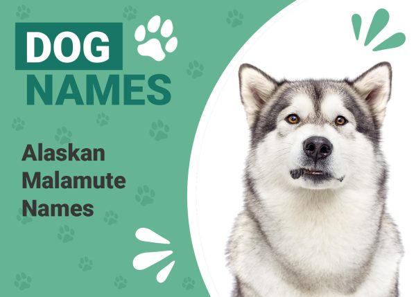 200 Alaskan Malamute Names for Your Perfect Pup – Dogster