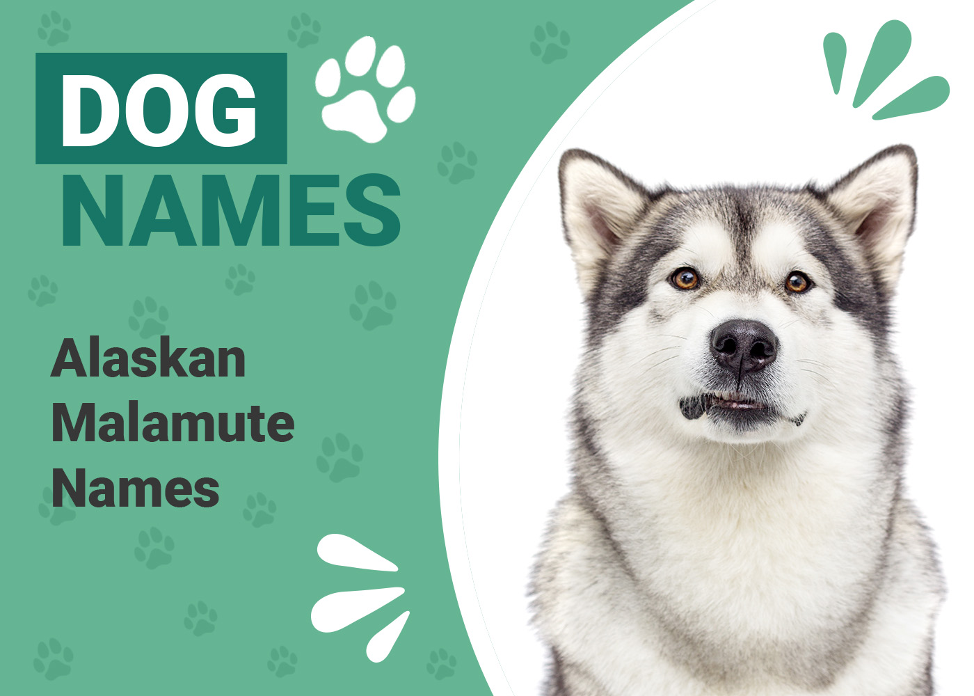 200 Alaskan Malamute Names for Your Perfect Pup – Dogster