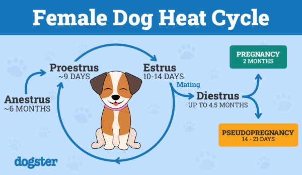 How Long Are Dogs Pregnant? Vet-Reviewed Gestation Period – Dogster