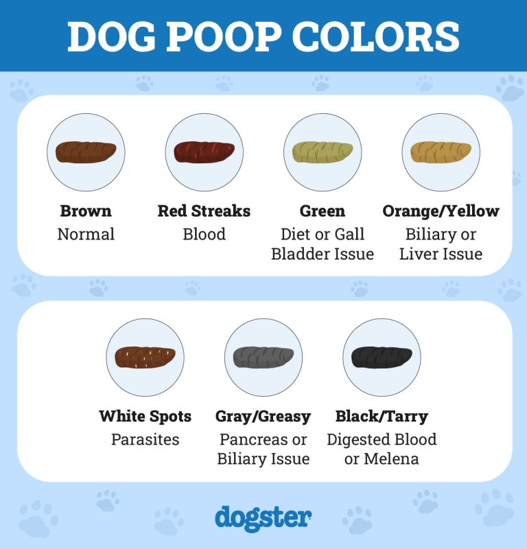 Abnormal Dog Stool: Our Vet Discusses Signs, Causes & Treatment – Dogster