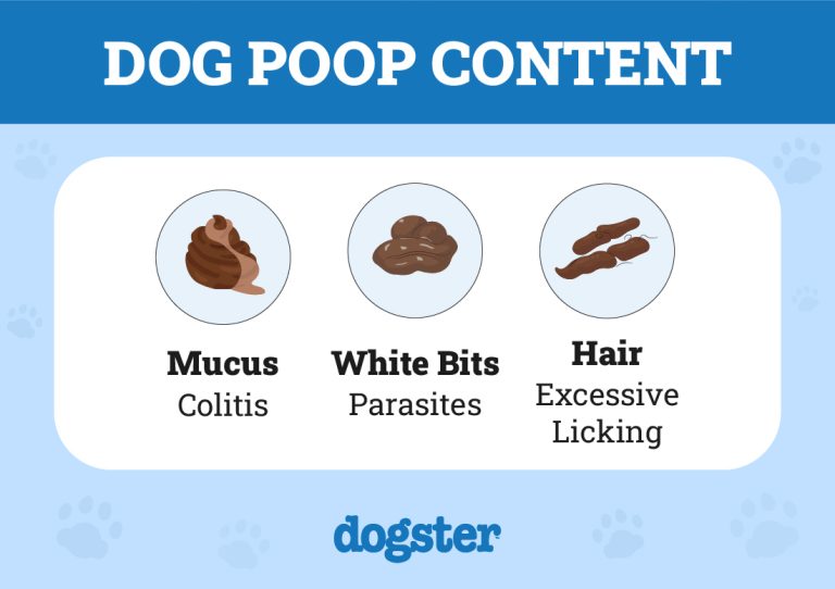 Abnormal Dog Stool: Our Vet Discusses Signs, Causes & Treatment – Dogster