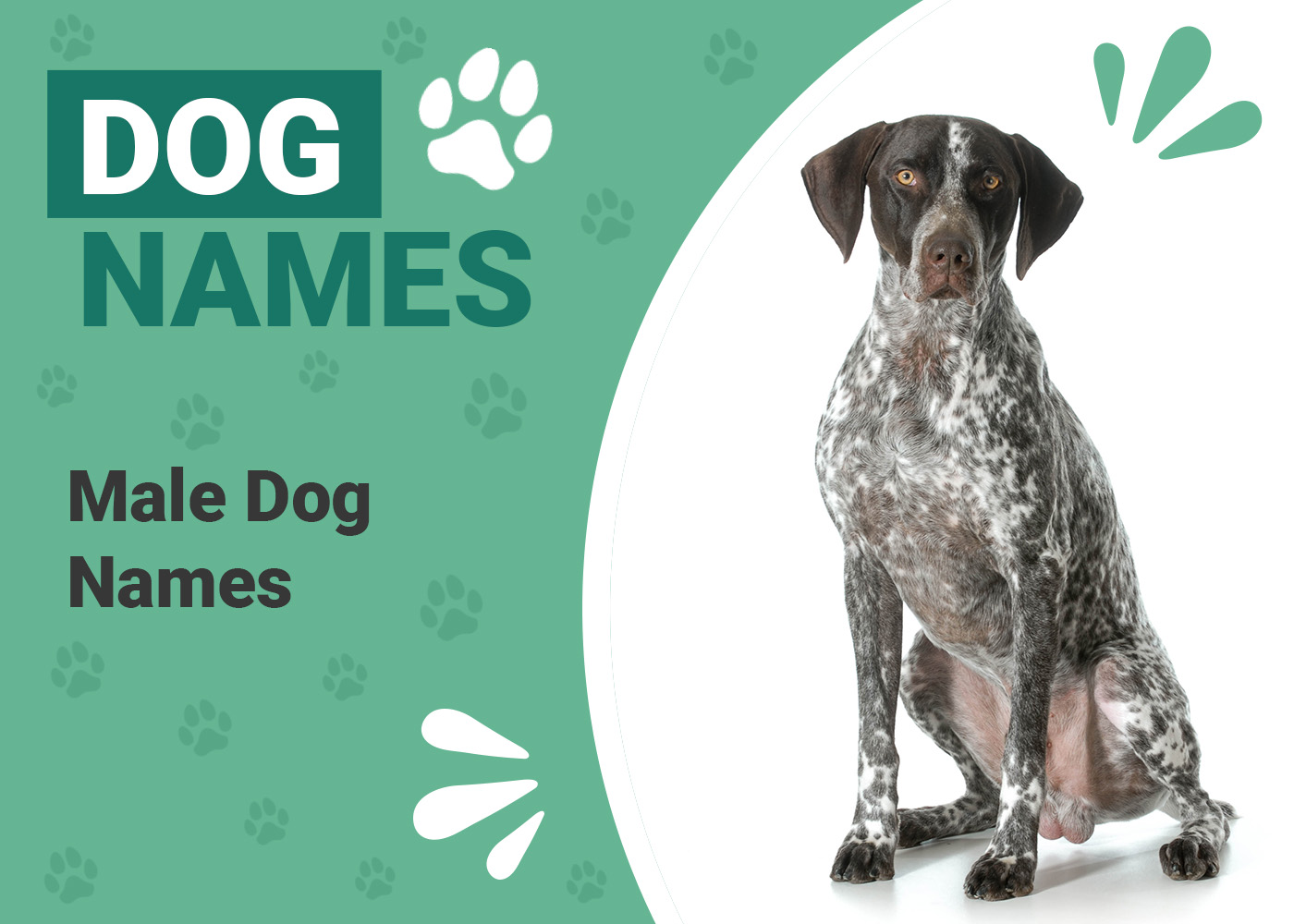 400+ Boy Dog Names for Your Male Pup: Unique & Popular Ideas – Dogster