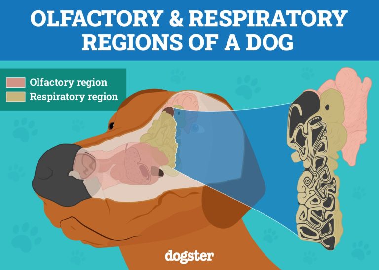 How Far Underground Can a Dog Smell? Vet-Verified Facts & FAQ – Dogster