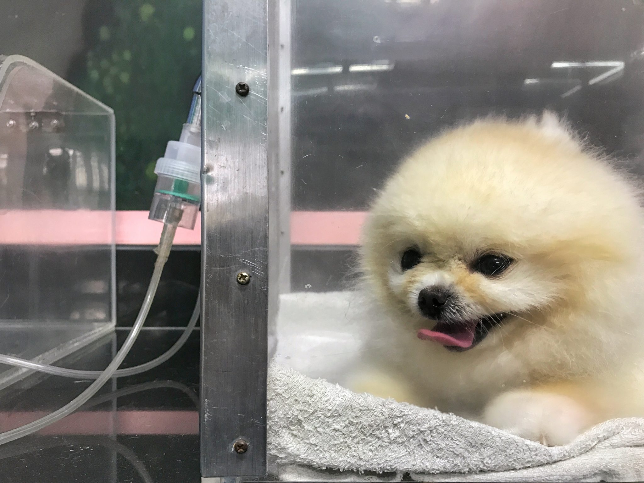 Oxygen Therapy for Dogs: Our Vet Explains the Uses & Effectiveness ...