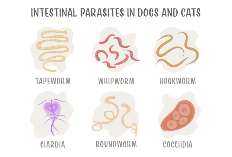 Tapeworm in Dogs: Our Vet Explains The Signs, Causes, Treatment ...