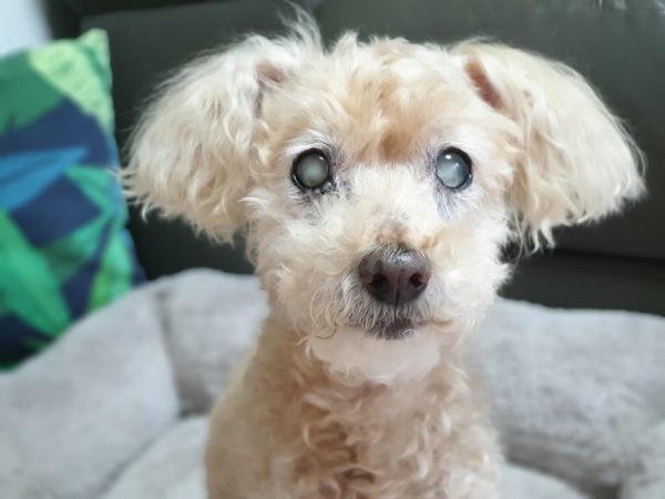 Dilated Pupils in Dogs: 7 Vet-Reviewed Reasons & Prevention Tips – Dogster