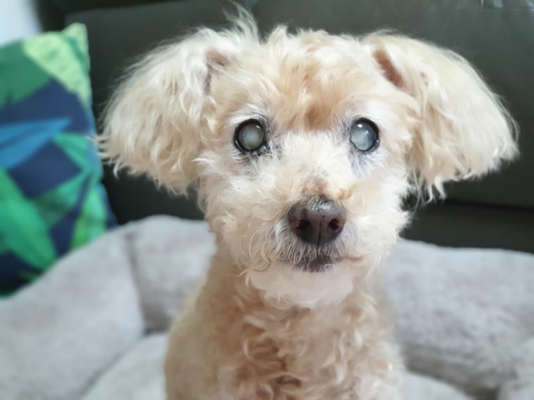 Dilated Pupils in Dogs: 7 Vet-Reviewed Reasons & Prevention Tips – Dogster
