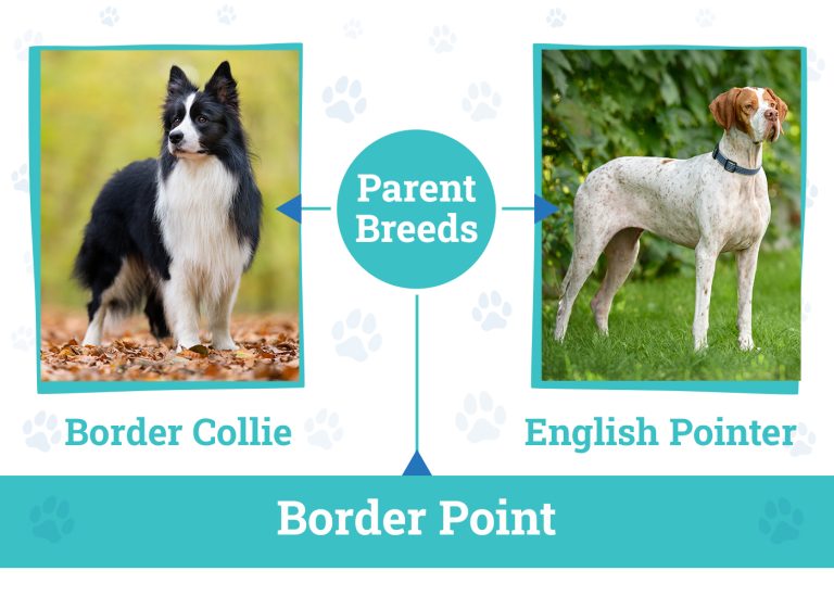 Border Point Dog: Info, Pictures, Care Guide & More – Dogster