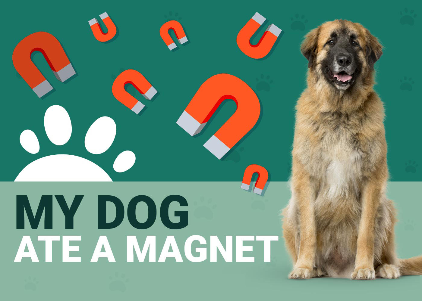 My Dog Ate a Magnet: Why Is It So Dangerous? (Vet Answer) – Dogster