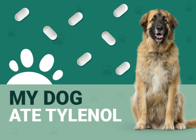 My Dog Ate Tylenol (Acetaminophen): What Should I Do? Vet-Approved ...