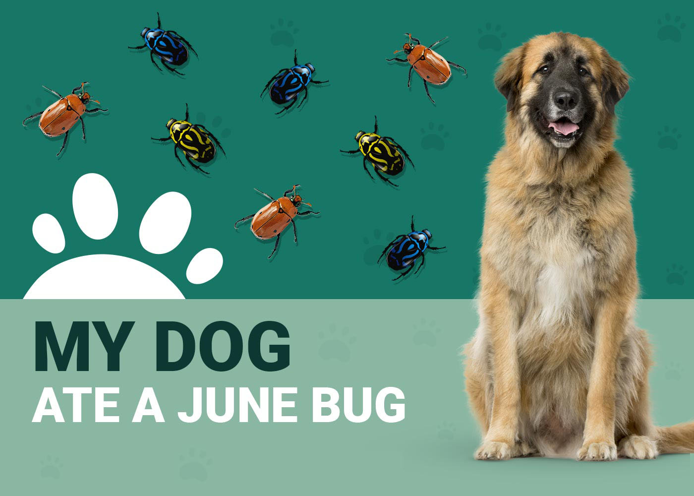 My Dog Ate a June Bug: Vet-Reviewed Tips, Dangers & FAQs – Dogster