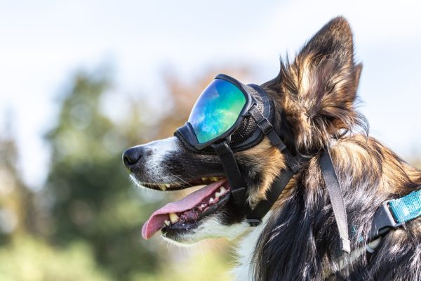 Can Dogs Wear Glasses? Our Vet Explains the Benefits of Eyewear – Dogster