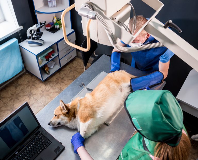 Paraphimosis in Dogs: Is Your Dog’s Lipstick “Stuck”? (Vet Answer ...