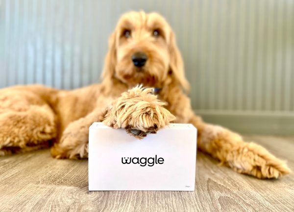 Waggle Pet Monitor Pro+ Review 2025: An Expert's Breakdown – Dogster