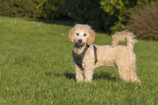 15 Adorable Bichon Frise Haircuts (With Pictures) – Dogster