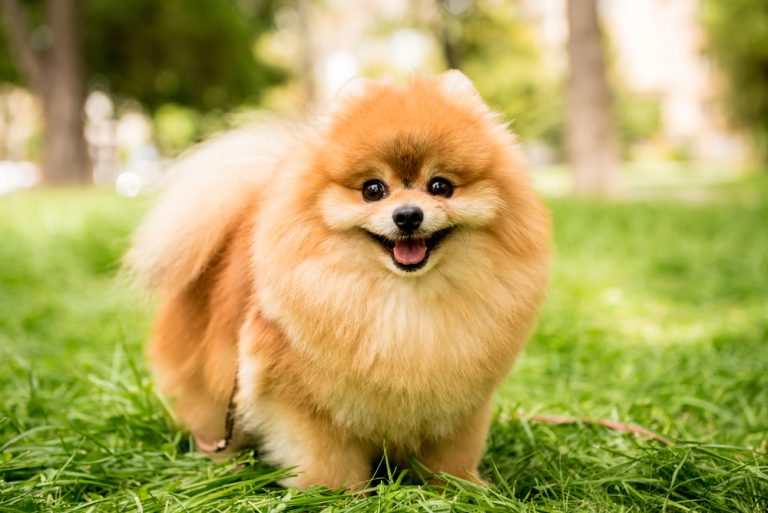 Why Do Small Dogs Live Longer? Vet-Approved Lifespan Explanation – Dogster