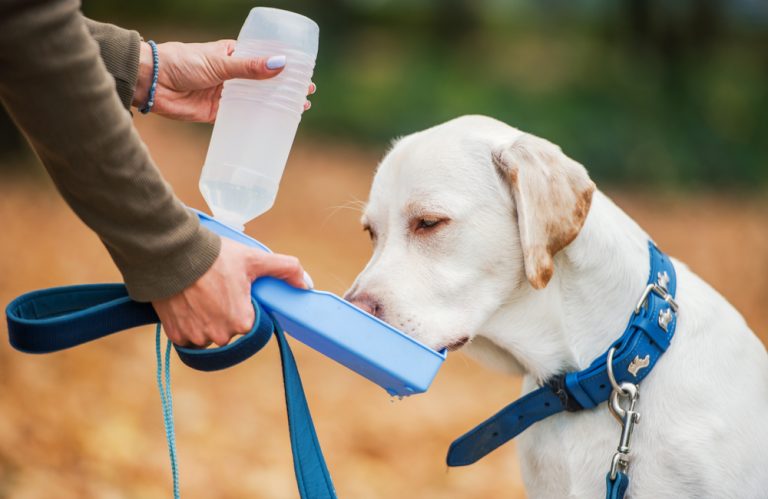 How Much Water Should a Dog Drink a Day? Vet-Approved Hydration Guide ...