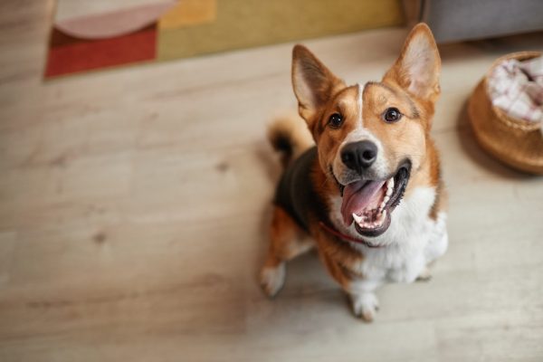 Why Does My Dog Hump My Leg? 4 Vet-Verified Reasons & Tips to Stop It ...