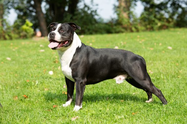 10 Working Dog Breeds (With Info & Pictures) – Dogster