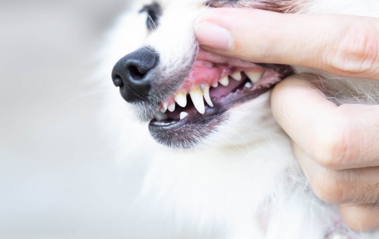 Dog Tooth Abscess: Our Vet Explains the Causes, Signs & Treatment – Dogster