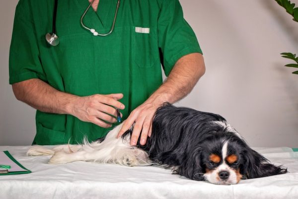 Vaginal Discharge in Dogs: Our Vet Discusses Signs, Causes & Treatment ...