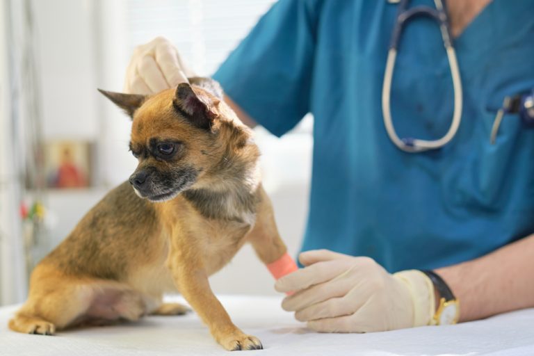 Pyoderma In Dogs: Our Vet Discusses Signs, Causes & Treatment – Dogster