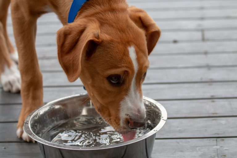 Types of Water for Dogs: Vet-Verified Water Sources & Advice – Dogster