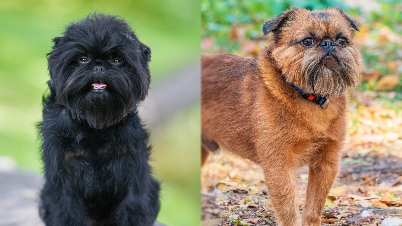 Affengriffon Dog Breed: Info, Pictures, Care & More – Dogster