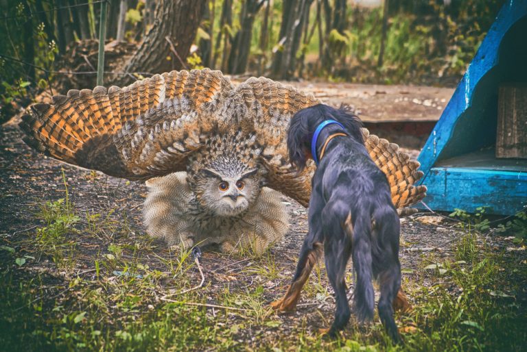 Do Owls Attack Dogs? Vet-Approved Tips to Protect Your Pup – Dogster