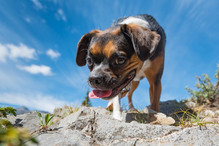 Boglen Terrier Dog Breed: Info, Pictures, Care Guide & More – Dogster