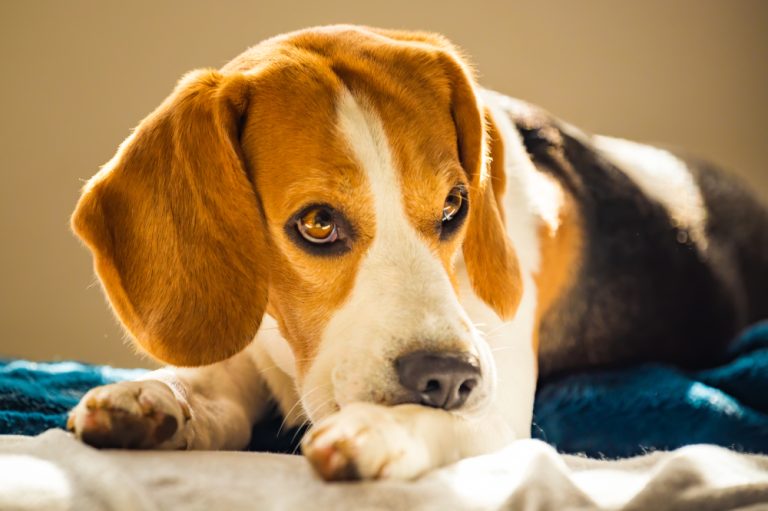 Why Do Dogs Bite Themselves? 6 Vet-Verified Reasons & Tips – Dogster