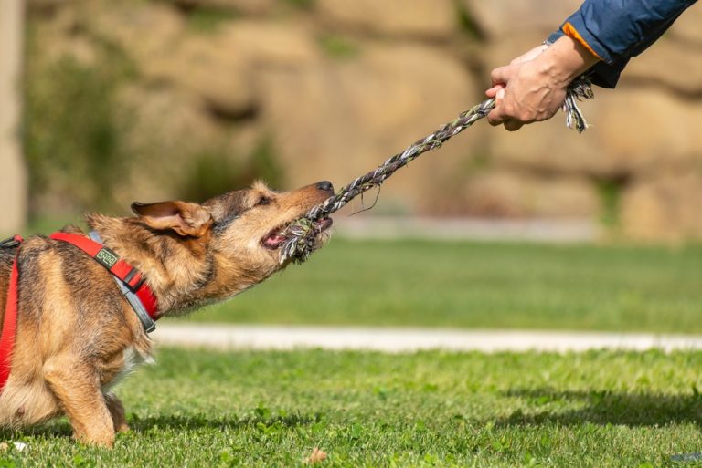 Why Do Dogs Like Tug of War? Vet-Approved Benefits, Tips ...