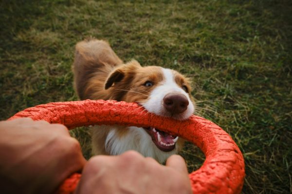 Why Do Dogs Like Tug of War? Vet-Approved Benefits, Tips ...