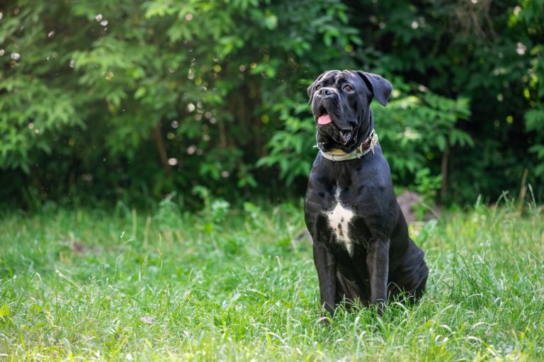 Black Cane Corso: Info, Pictures, Origin & History – Dogster