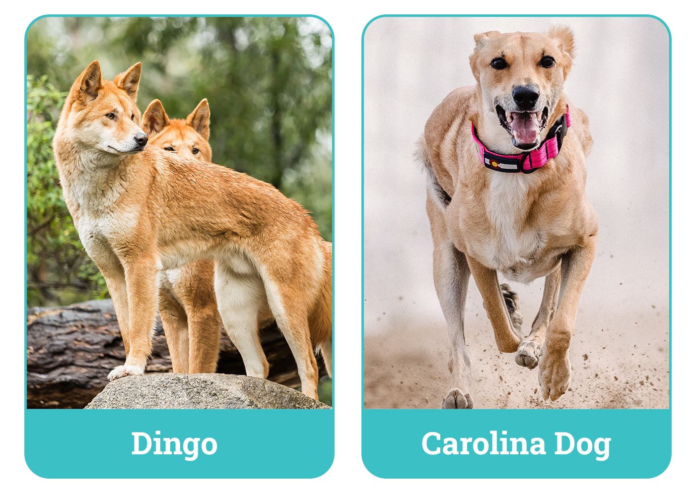 Dingo vs. Dog: The Main Differences (With Info & Pictures) – Dogster