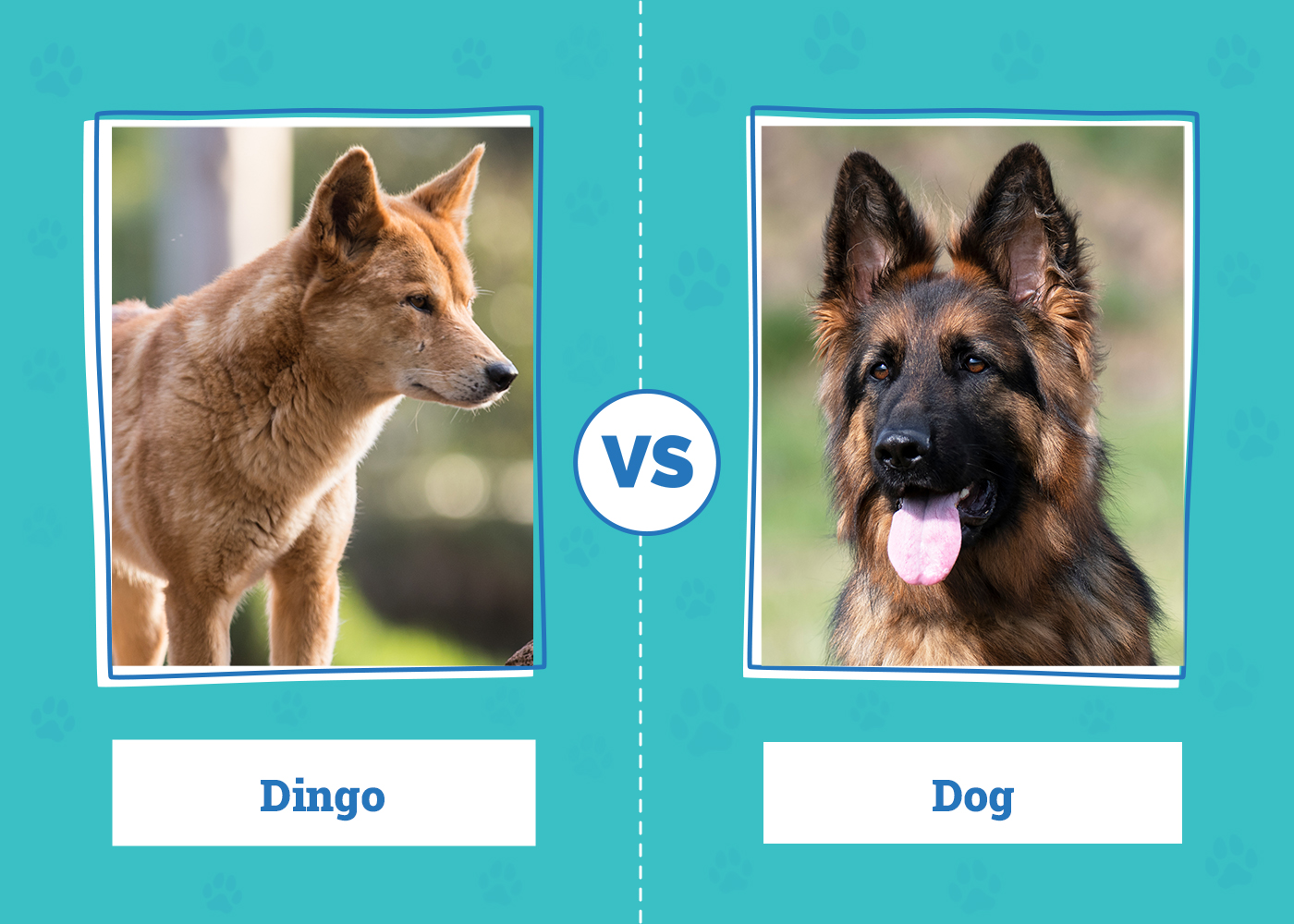 Dingo vs. Dog: The Main Differences (With Pictures) – Dogster